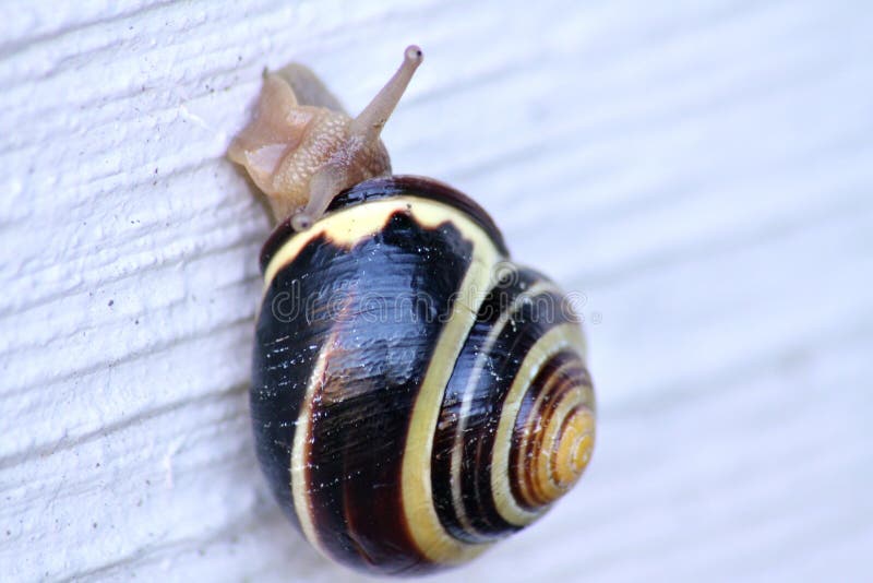 Snail on Wall stock image. Image of closeup, brown, nature - 84177915