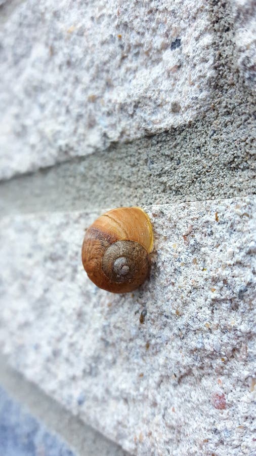 Snail on the wall stock image. Image of wall, small, snail - 56564829
