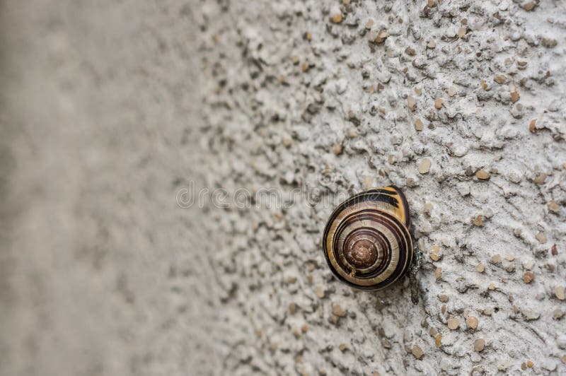 Snail on wall stock image. Image of animal, sitting - 101128521