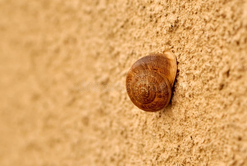 Snail on the wall stock image. Image of tough, snail - 42533769