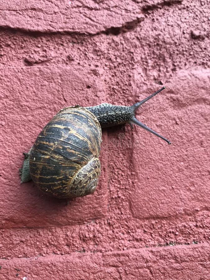 Snail on wall stock photo. Image of house, wall, animal - 134018554