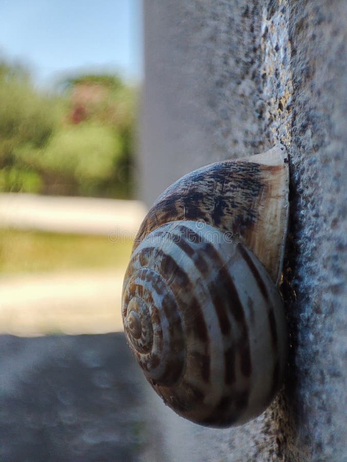 Snail on the wall stock photo. Image of animals, resting - 249583572