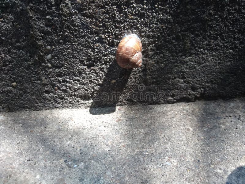 Snail on the Wall with Shadow Stock Photo - Image of slow, shell: 155533126