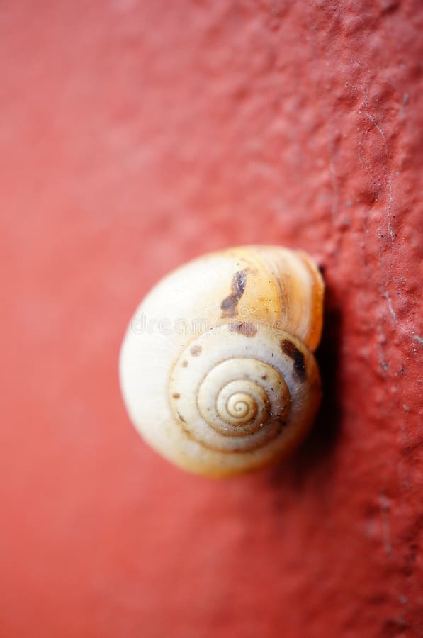 Snail on wall stock image. Image of stone, wall, house - 42076537