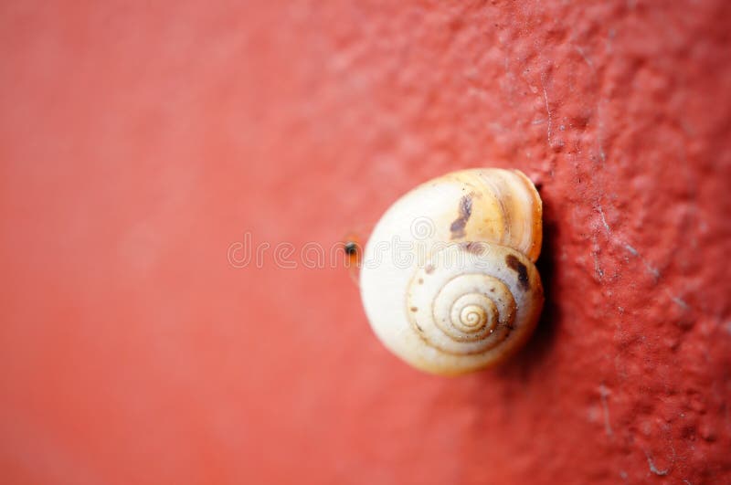 Snail on wall stock photo. Image of close, snail, natural - 42076560