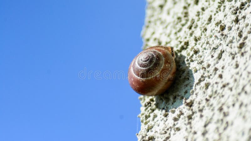 Snail on the wall stock photo. Image of macro, helix - 217906894