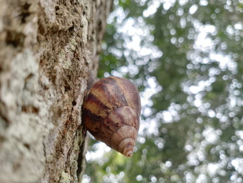 A Snail Was Clinging To a Mango Tree Trunk Stock Image - Image of mango ...