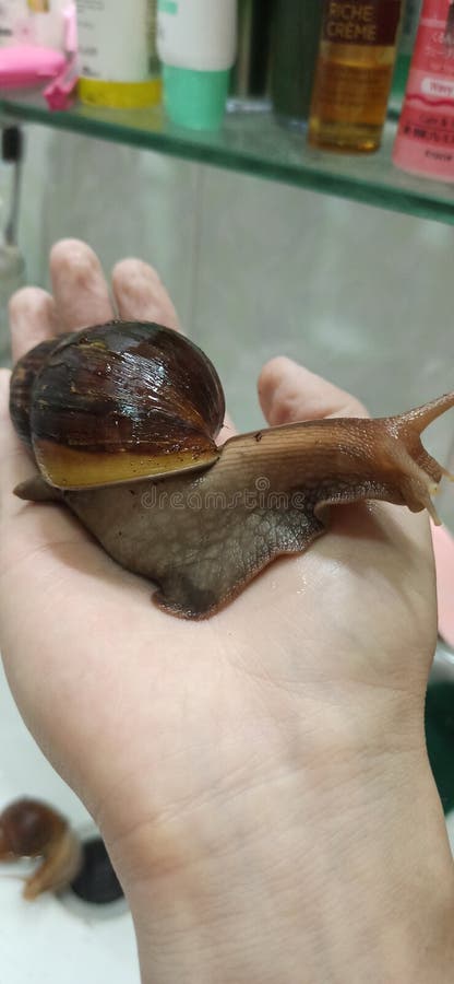 Snail at wash time stock image. Image of wash, animals - 253565371