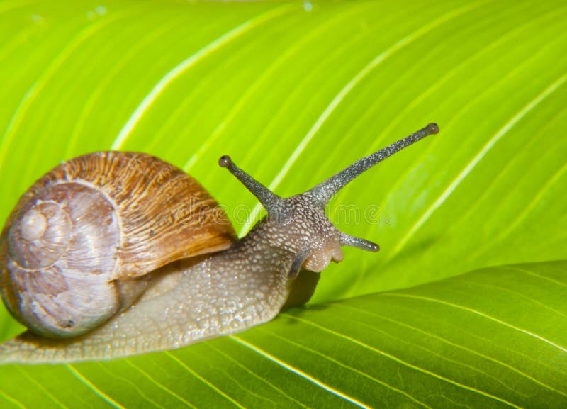 Snail watching stock image. Image of creep, looking, eyes - 18304531