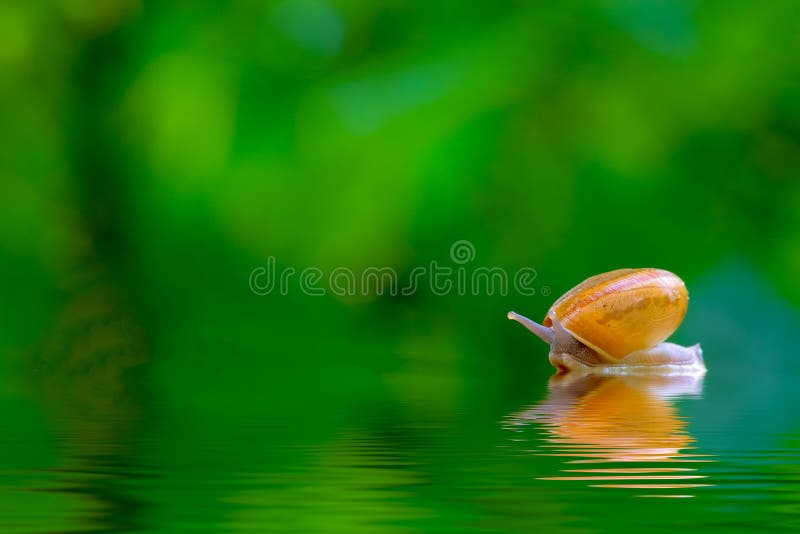 Snail on the water stock image. Image of animals, plant - 80295879