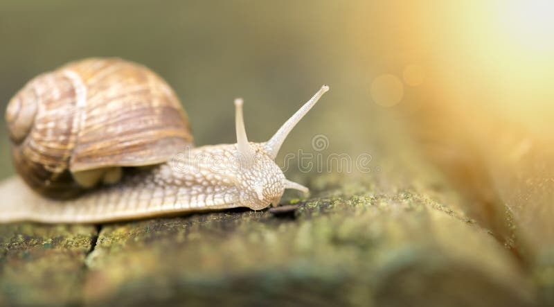 Snail website banner stock image. Image of slow, space - 85850973