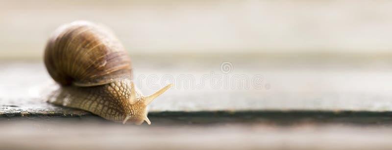 Snail website banner stock photo. Image of garden, speed - 95443268