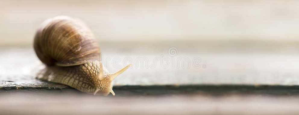 Snail website banner stock photo. Image of garden, speed - 95443268