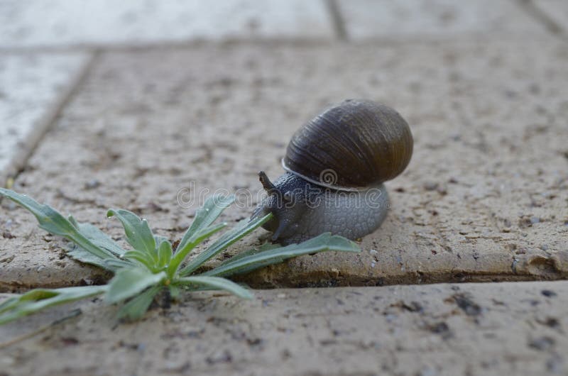 Snail and weed on sidewalk stock image. Image of dirt - 75519437