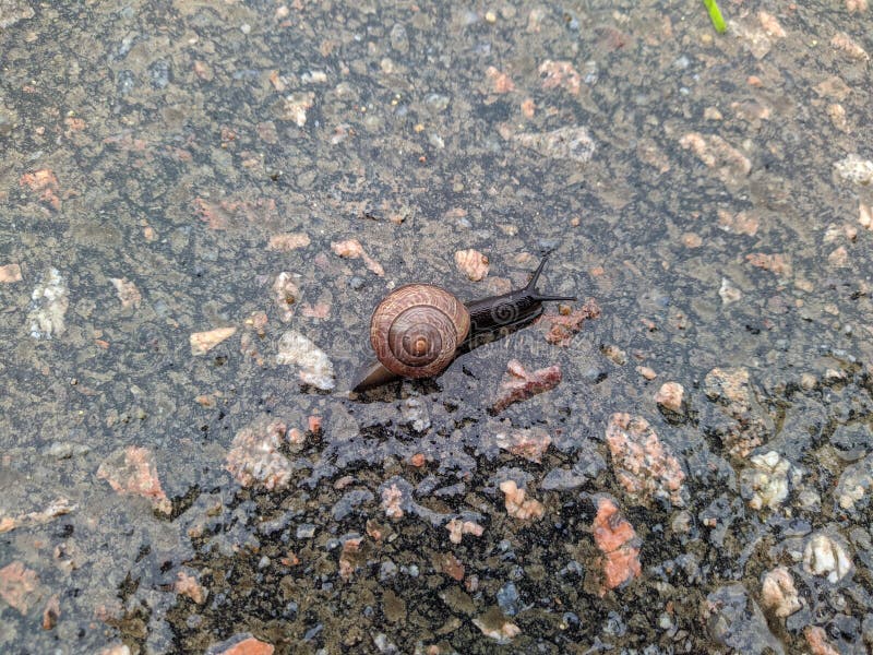 Snail on Wet Pavement after Rain in the Daytime Stock Image - Image of ...