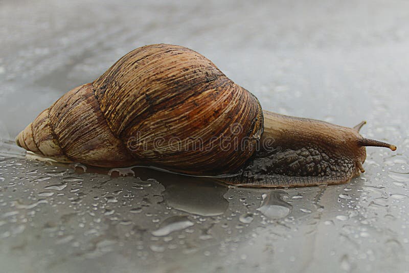 Snail on wet surface stock photo. Image of road, stones - 95855728