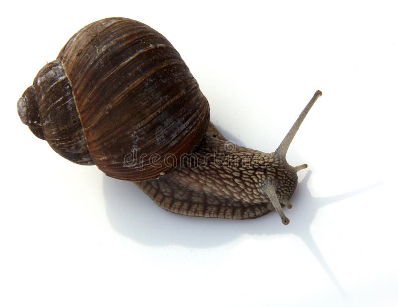 Snail stock photo. Image of garden, gastropod, white - 30680896