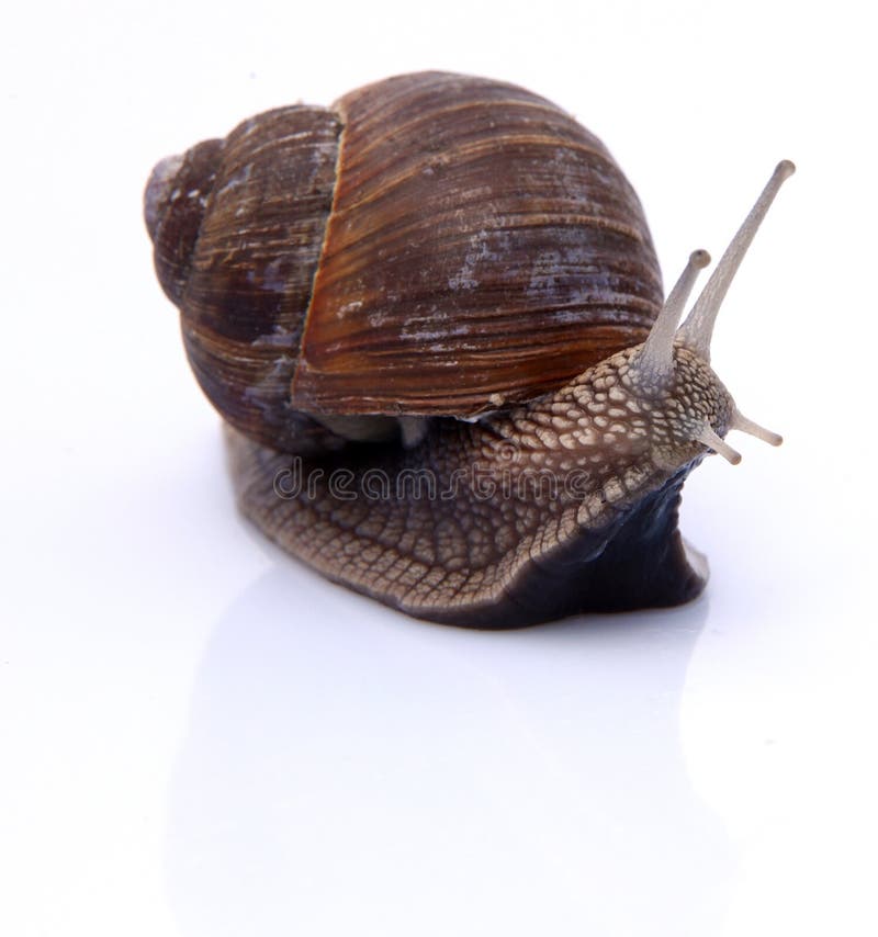 Snail stock photo. Image of slim, brown, crawling, nutrition - 30680916