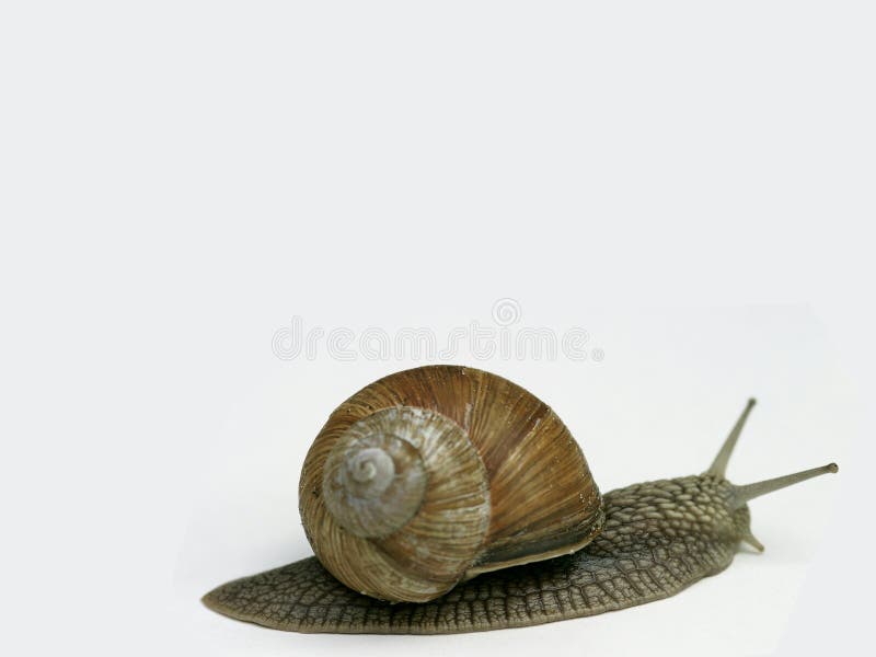 Snail on white background stock photo. Image of nature - 113852
