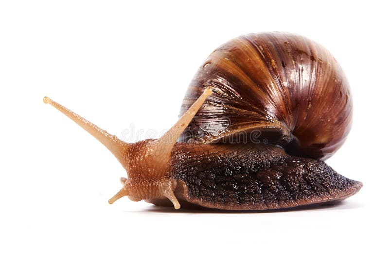 Snail on a White Background Stock Photo - Image of animal, mollusk ...