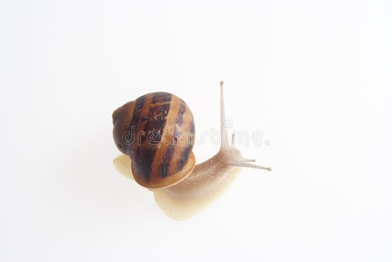 Snail on white background stock photo. Image of slithers - 6497580