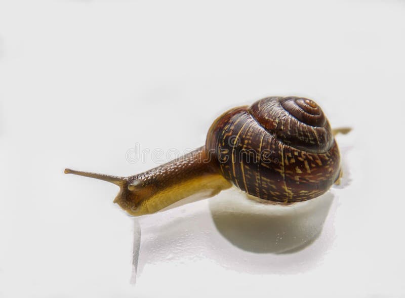 Snail stock photo. Image of white, slug, molluscs, background - 98186046