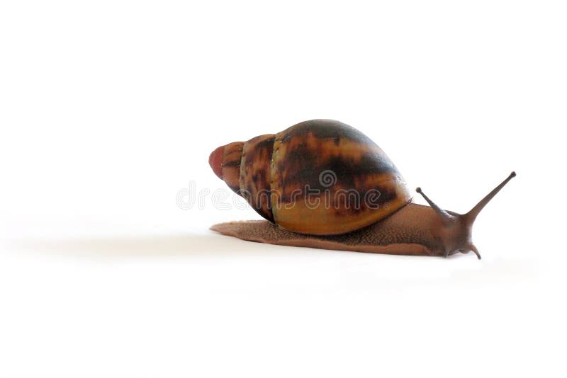 Snail on a White Background Stock Photo - Image of gastropod ...