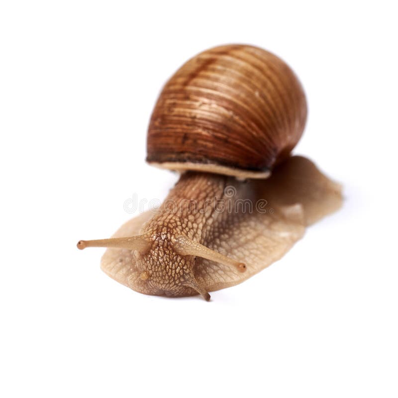 Snail on a White Background. Stock Photo - Image of movement, mollusc ...