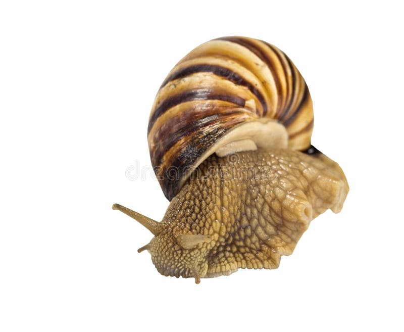 Snail on white background stock photo. Image of animallife - 81762304