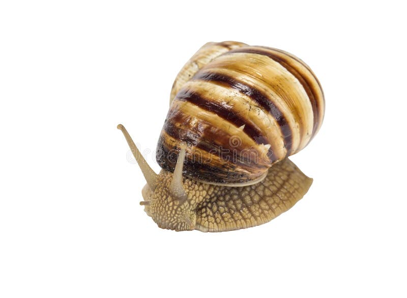 Snail on white background stock image. Image of snail - 95384677