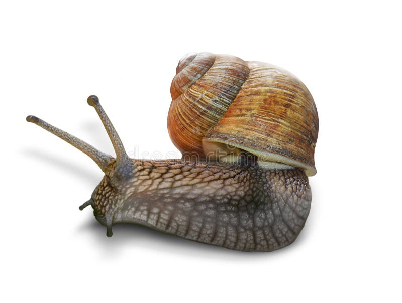 Snail on white background stock image. Image of slippery - 43975029