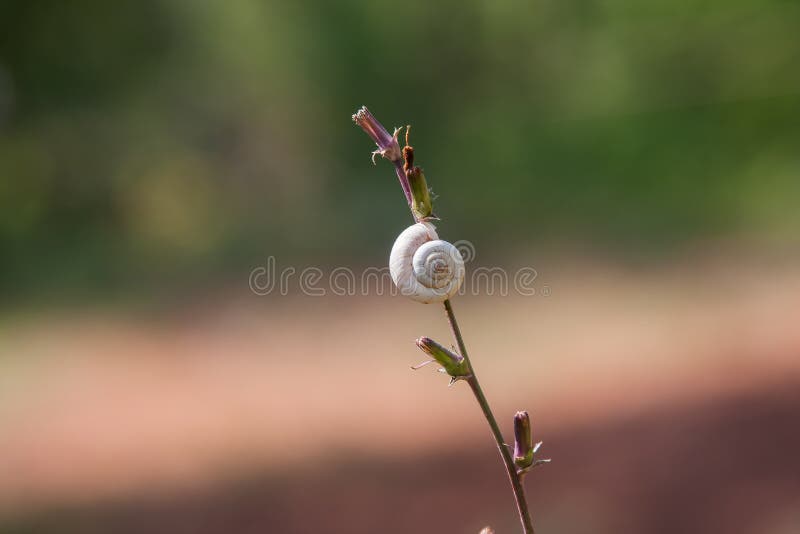 Snail with a white shell stock photo. Image of wildlife - 96287832