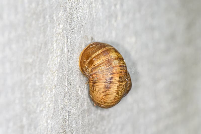 Snail on the white wall stock photo. Image of brown - 258571262