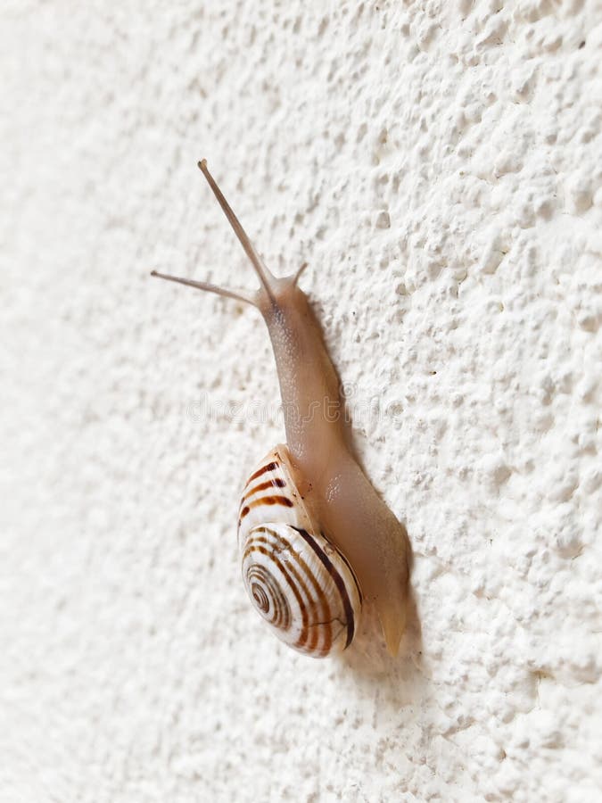 Snail on the white wall stock photo. Image of garden - 178067118