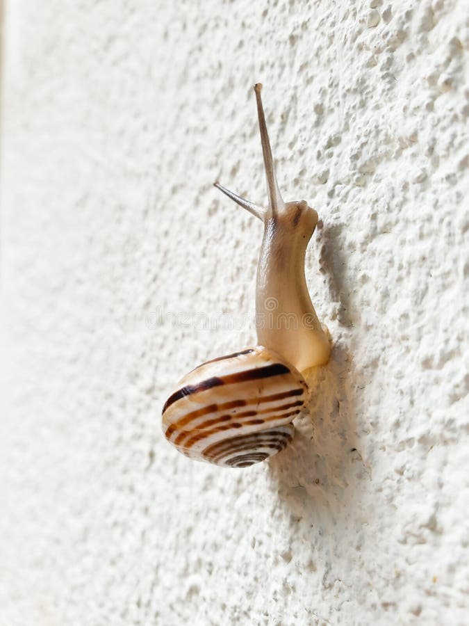 Snail on the white wall stock photo. Image of garden - 178067120