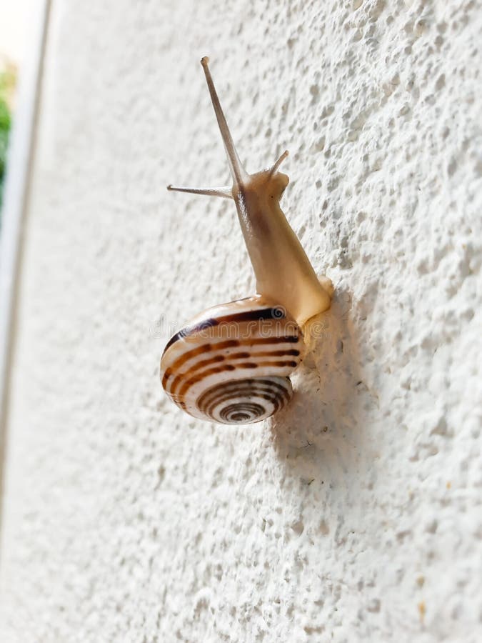 Snail on the white wall stock image. Image of crawling - 178067143