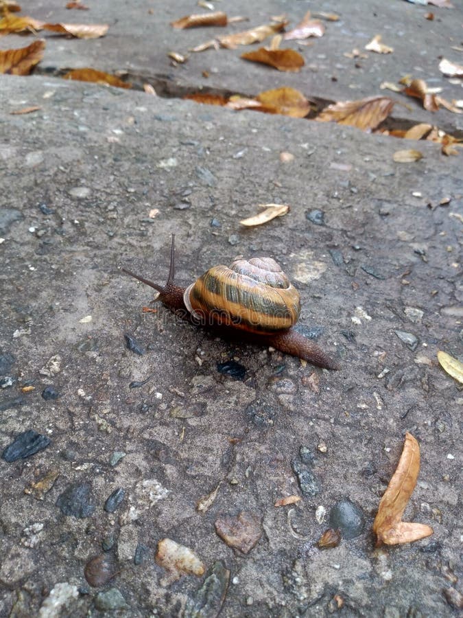 Snail whith autumn leaves stock image. Image of whith - 197879499