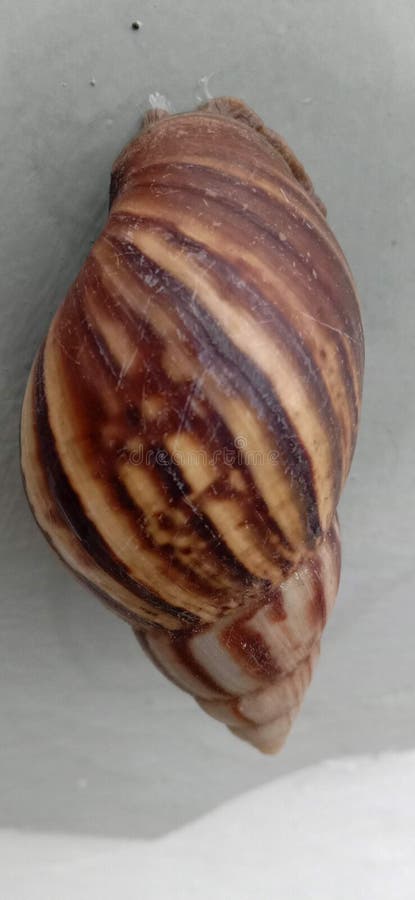 Snail Snail Whose Shell is Brown with White Stripes Attached To the ...