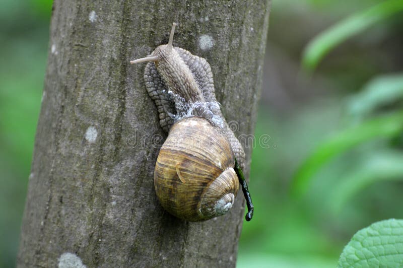 Snail in the wild stock photo. Image of edible, antenna - 205053040