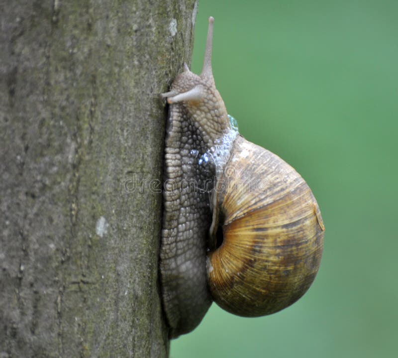 Snail in the wild stock photo. Image of natural, invertebrate - 205053048