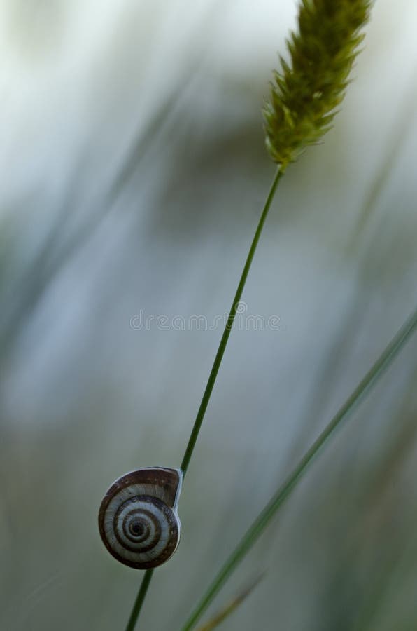 Snail on a Wild Wheat Reed with Pastel Colours in the Background 2 ...