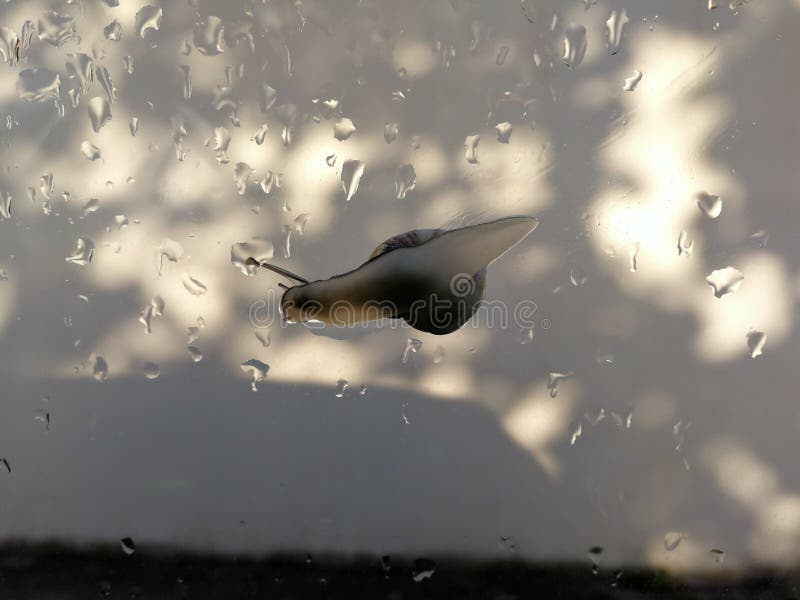 Snail on the window stock image. Image of foot, transparent - 102716691