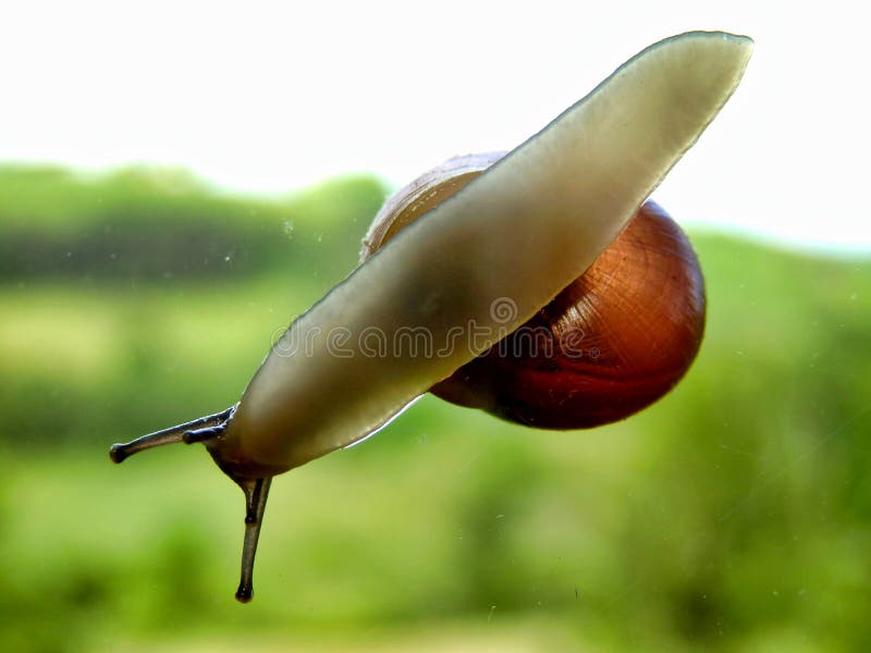 Snail on a Window stock image. Image of slither, glass - 238250569