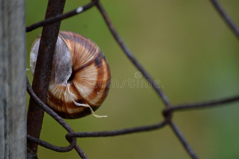 Snail on a wire fence stock image. Image of small, wire - 252335871