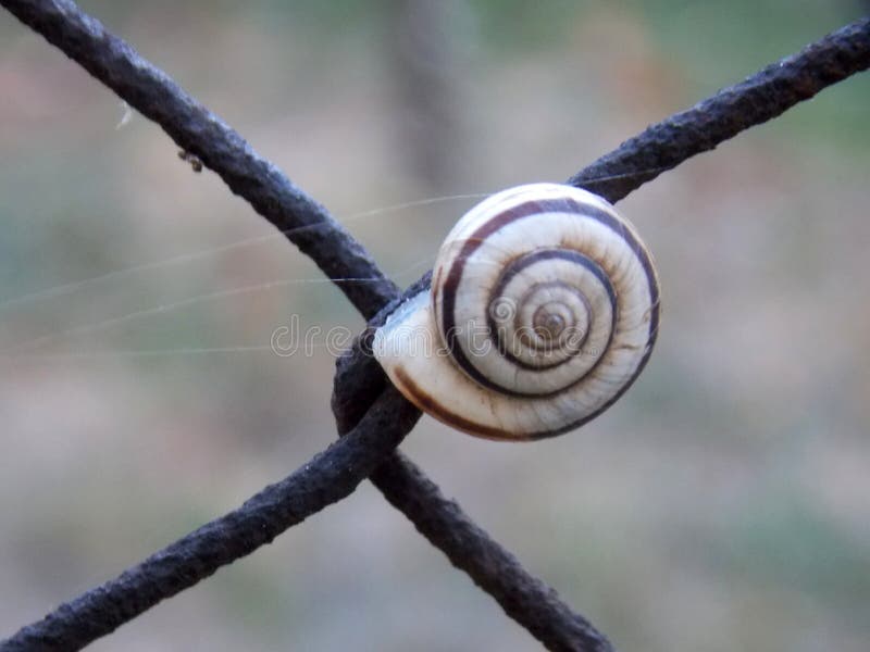 Snail on the wire stock photo. Image of animal, nature - 127138472
