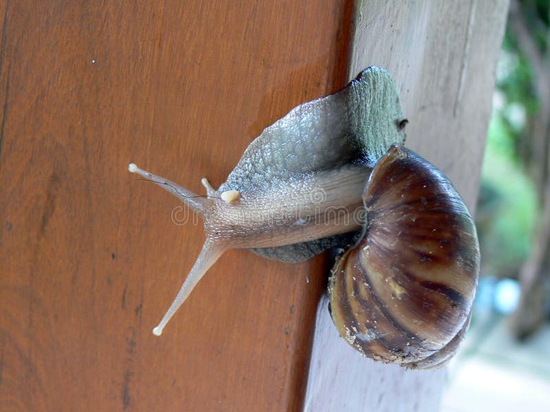 Snail on wood stock image. Image of crawl, natural, sluggish - 721643