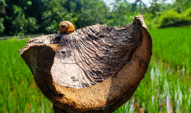 Rice fields and mountain stock photo. Image of grassland - 215853386