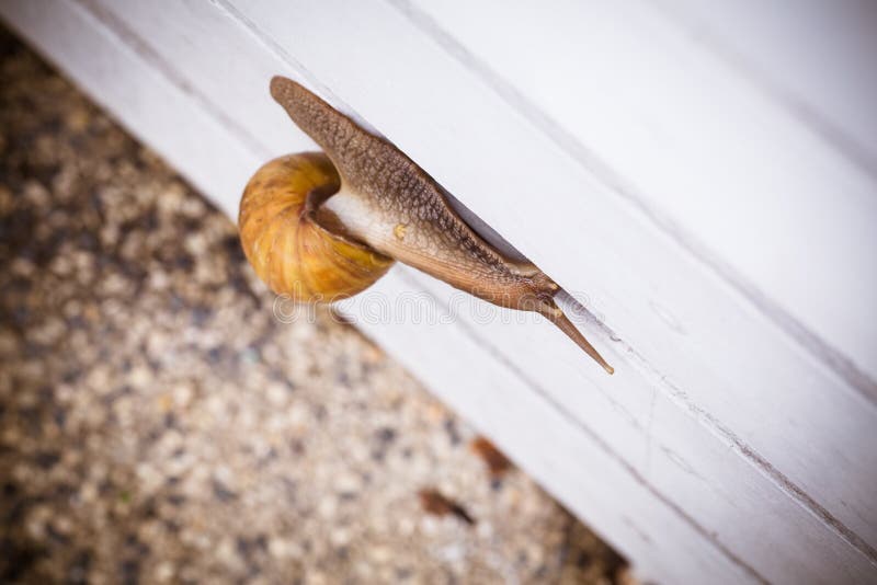 Snail on wood white wall stock image. Image of refreshment - 54530615
