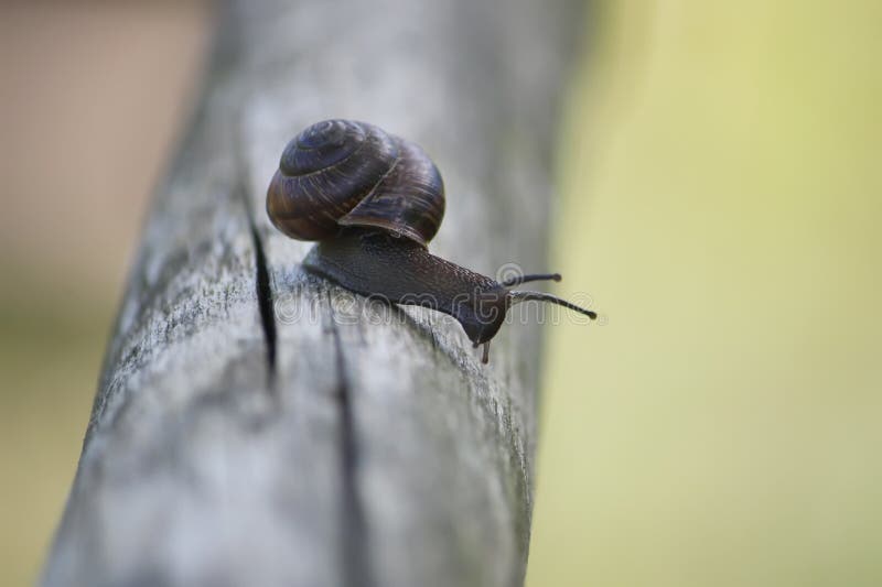 Snail on wooden stick stock photo. Image of closeup, crawl - 89129160