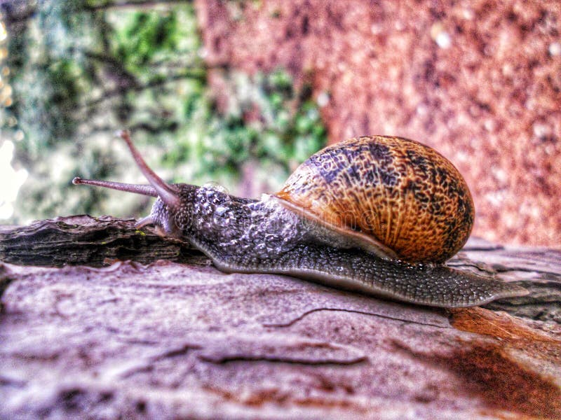 Snail in the woods stock photo. Image of wildlife, insect - 156851822